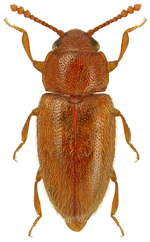 Cryptophilus integer